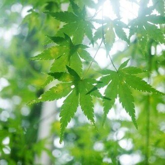 紫翠🌿shisui｜note