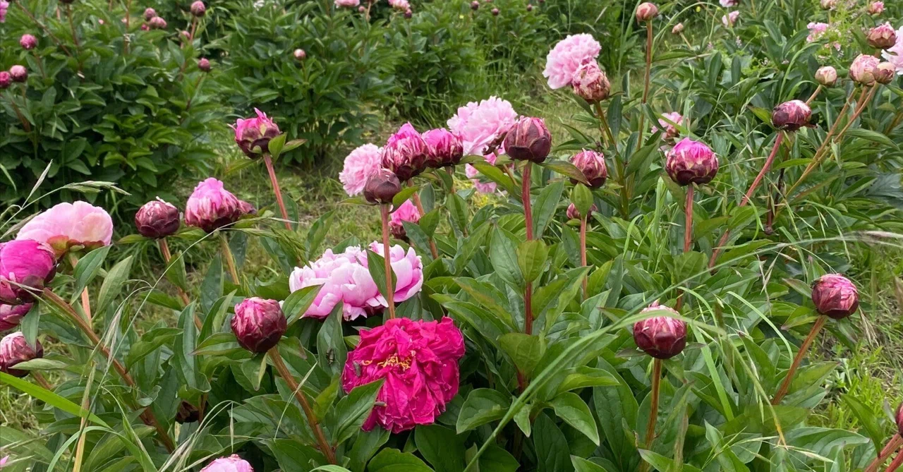 Peony Farm in Richmond｜farm_tas