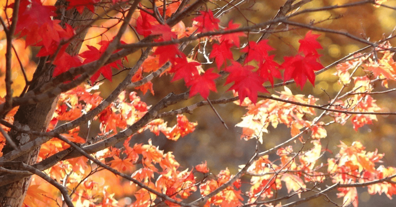 5分でできるRuffによる高速Pythonコードリント その2｜blue06_2022