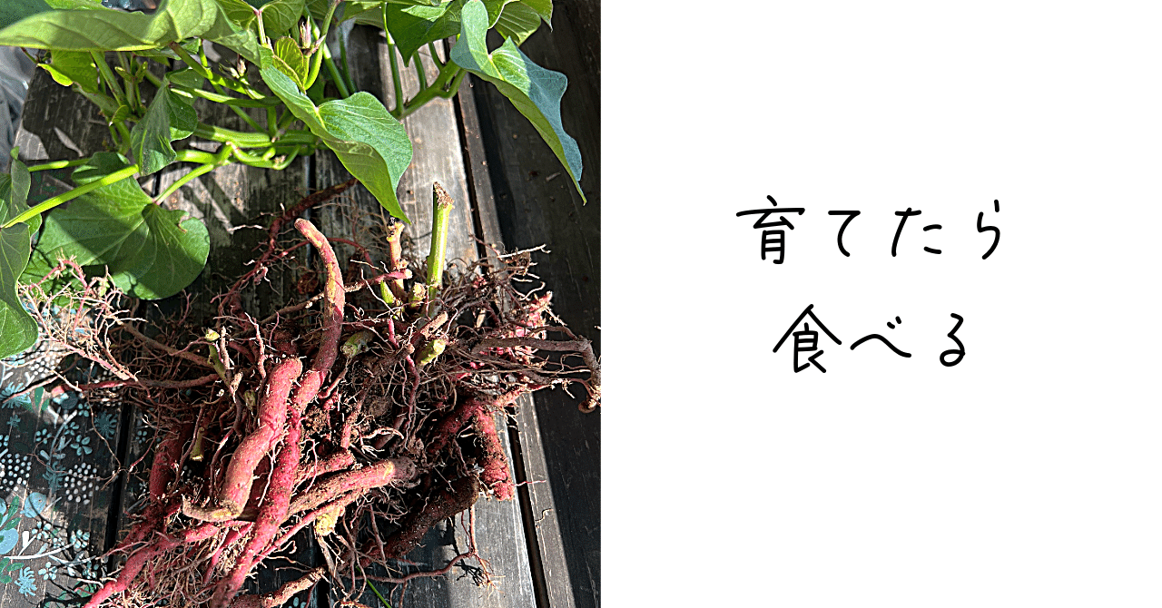 さつまいもの話（2）｜Ms'HIRO