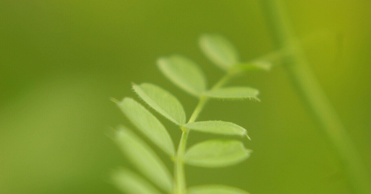 花みくじ｜Cosmic Suzu