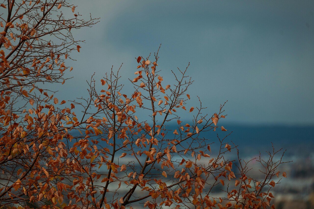 こんにちは。なんだか今日は寒いですね。 月末でお忙しい方も多いのでは。お疲れ様です。 昨日お約束した無料キャンペーンは、今日の17時開始です！ どうぞお付き合いください😊 https ...