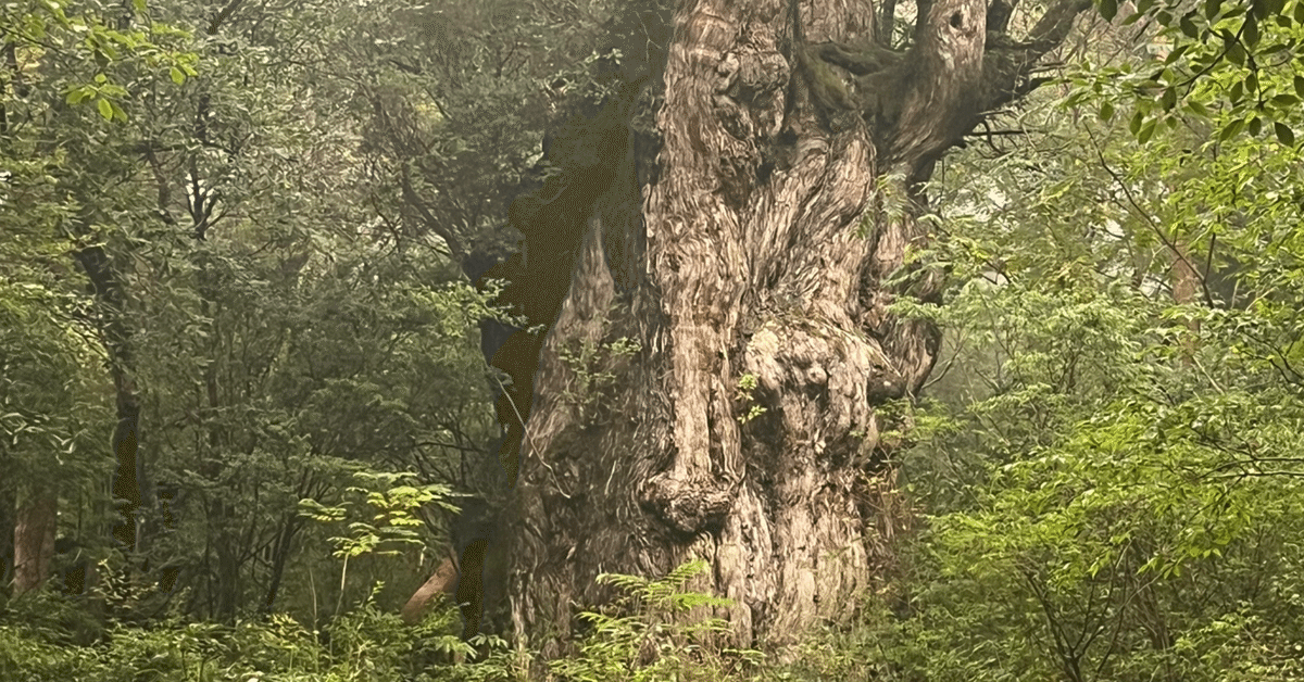 屋久島に一人旅に行ってきました｜naoki85