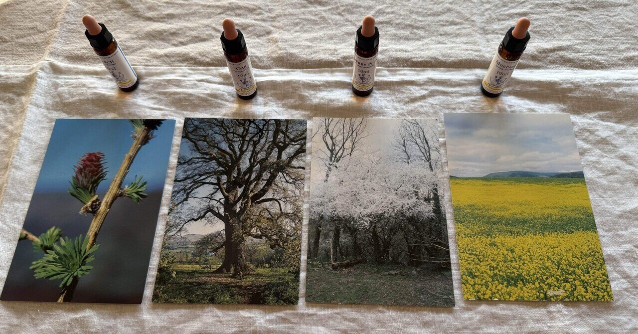 フラワーエッセンス。｜Yuya Kikuchi