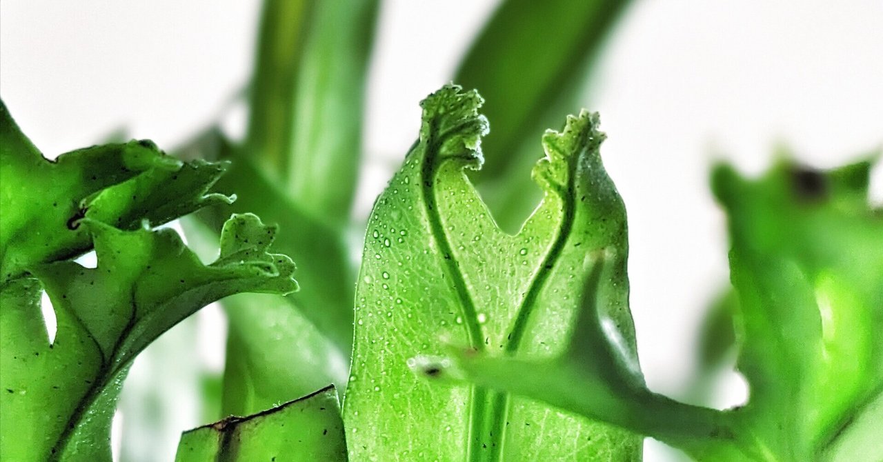 noteとInstagramとXとThreadsとBlueskyとNostrと呪われし姫君｜kako-jun