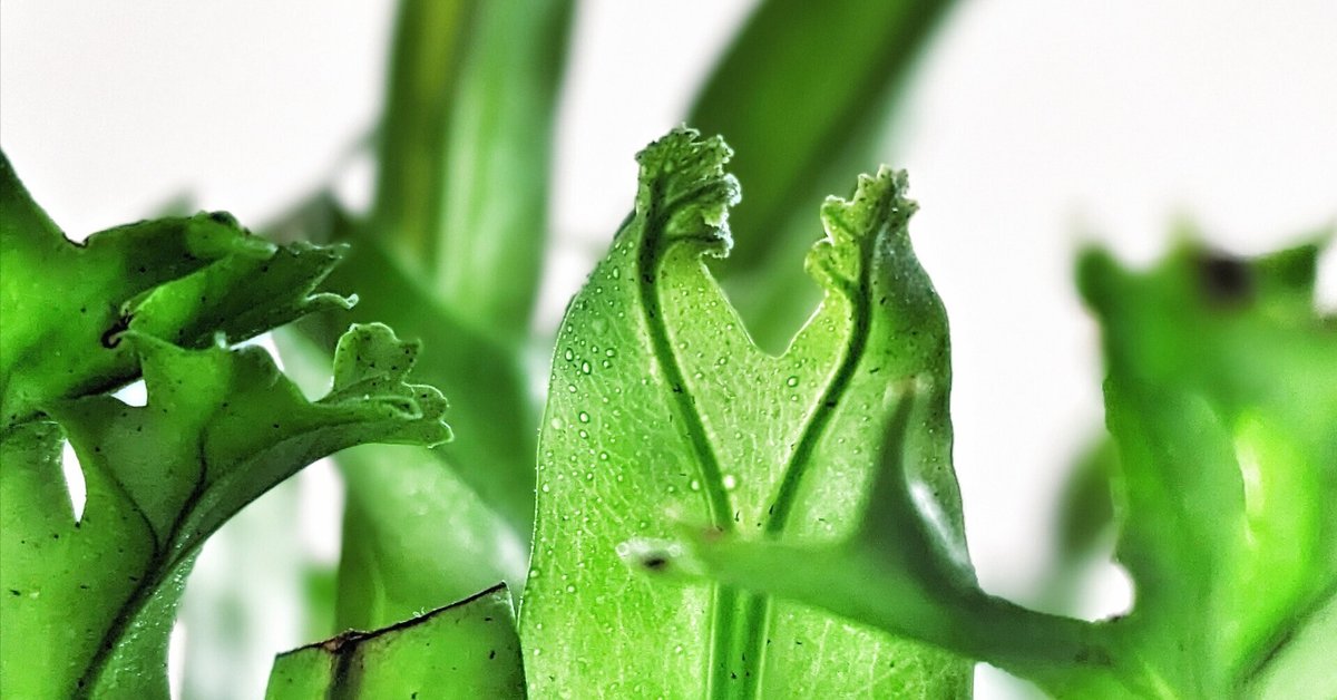 noteとInstagramとXとThreadsとBlueskyとNostrと呪われし姫君｜kako-jun