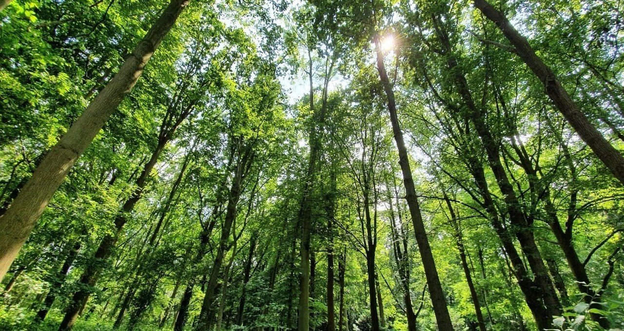 Ayame's Story｜Ayame🪻｜note