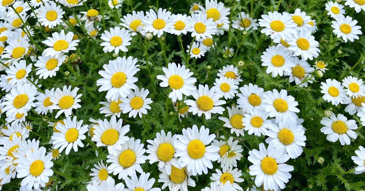 今年を色で表すと？｜junjun ｜ライター