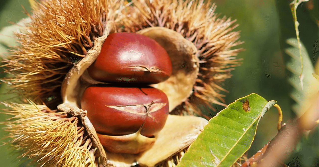 季節の音聞こえますか？｜鬼丸国綱