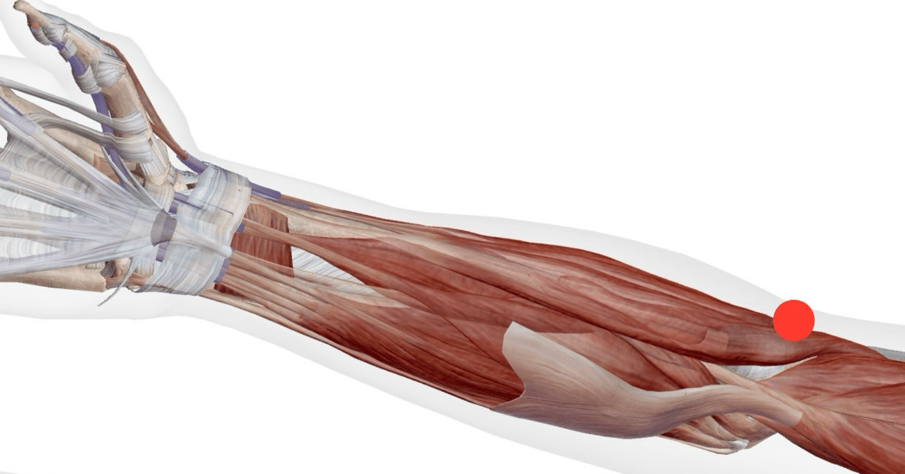 曲池 -Kyokuchi- LI11｜Tetsu@鍼灸学生