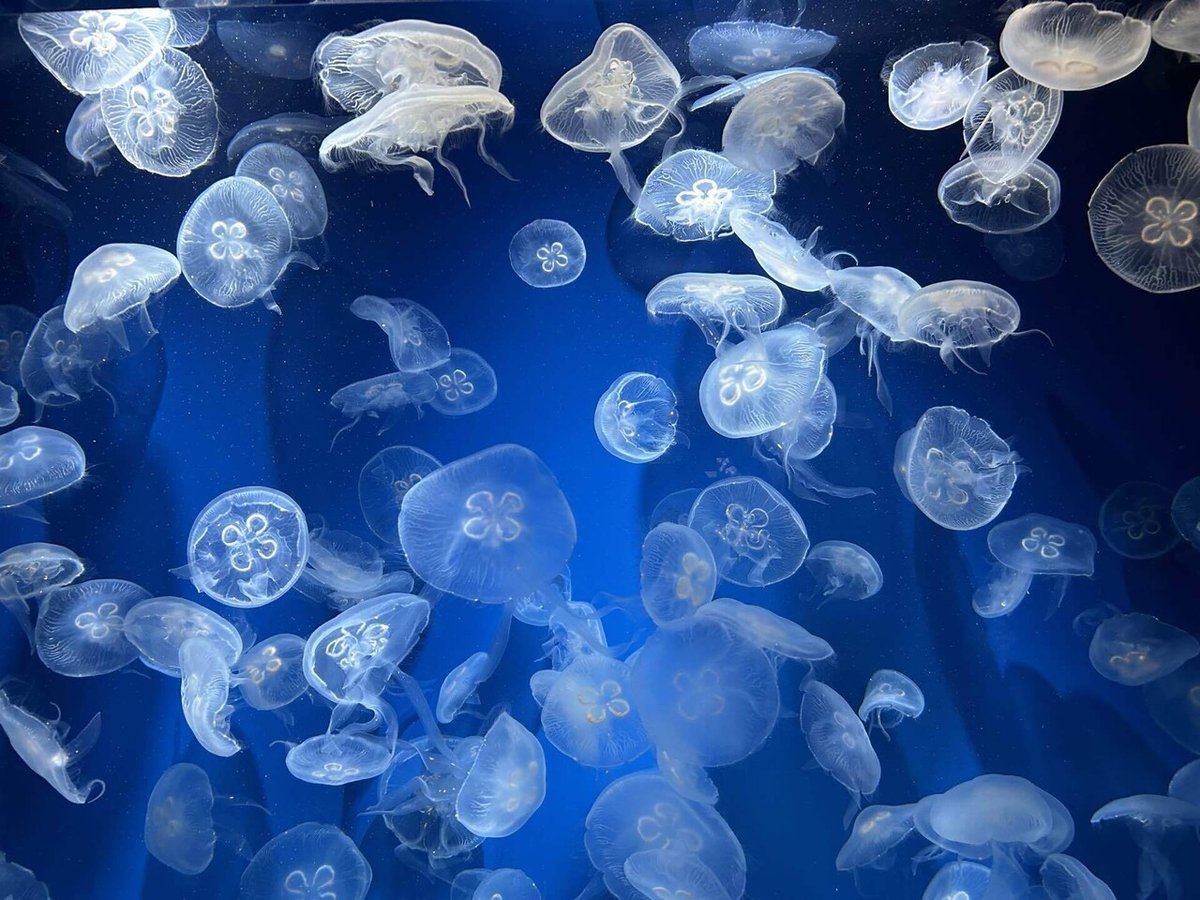 自己紹介！｜momoka