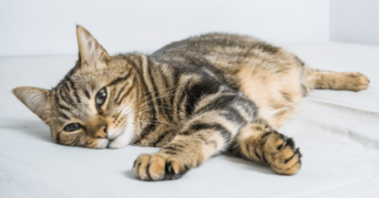 ネコチャン、帰る。｜ミーアキャット