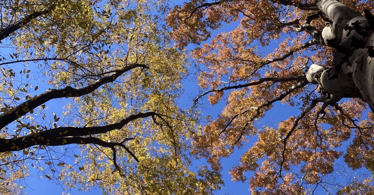 ポジティブに人助けしたいのです｜ちひろ/CHIHIIO SAVA