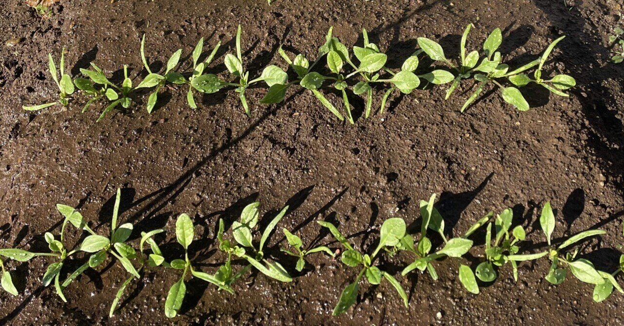 シェア畑 寒くても畑が待っているから｜Junko Summer