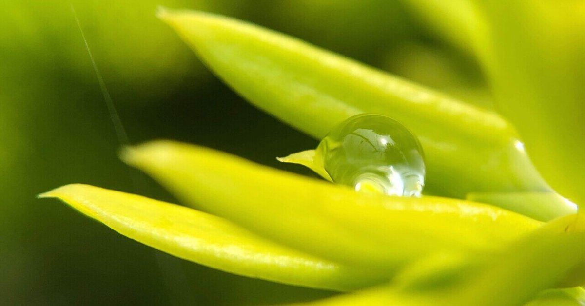 eternal light 。・。・。・｜Cosmic Suzu