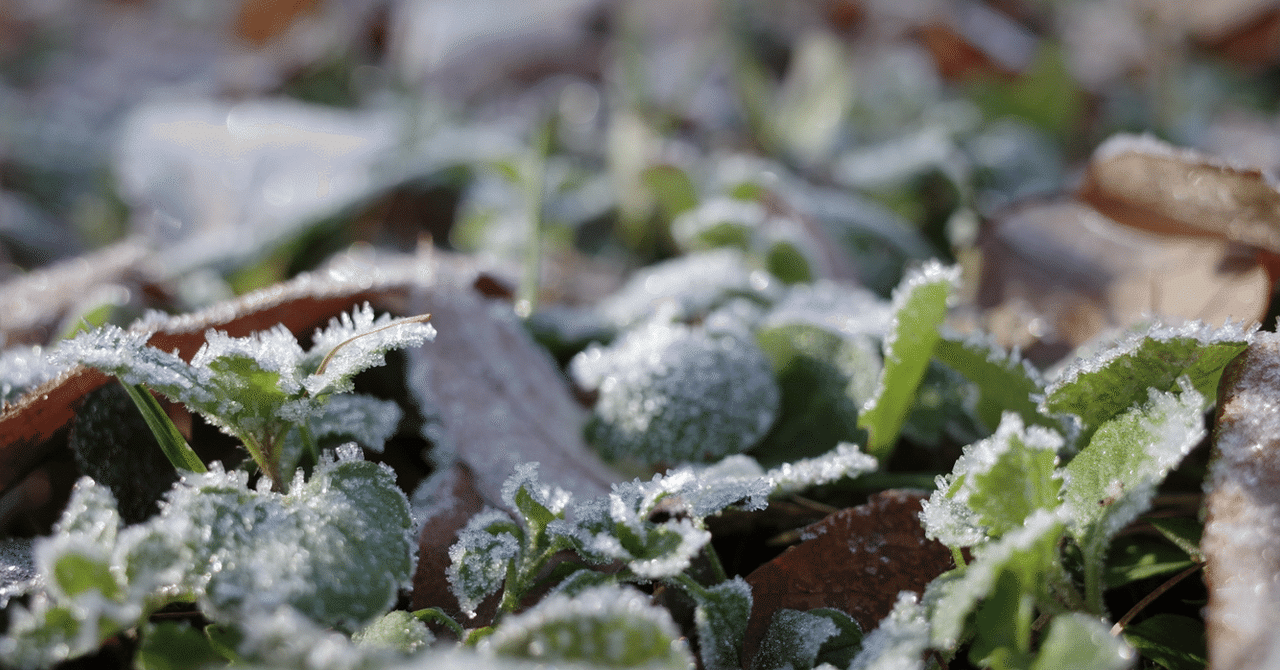 1129｜どうどうどりサブ