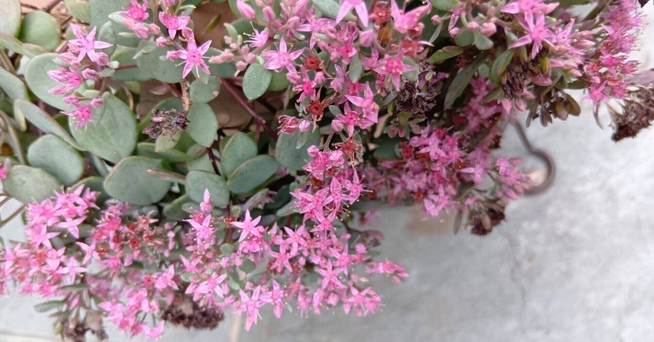 react native ubuntu24.04 install｜blue06_2022