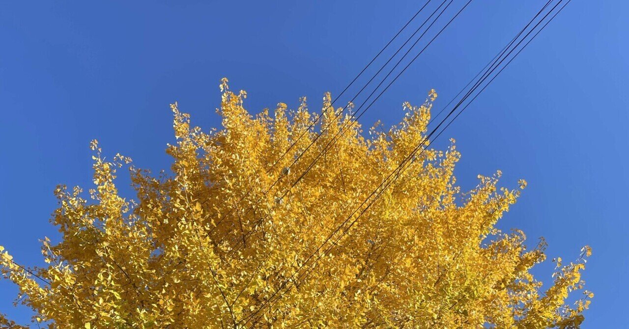 寝るまえ日記 20241201｜tsuchimi