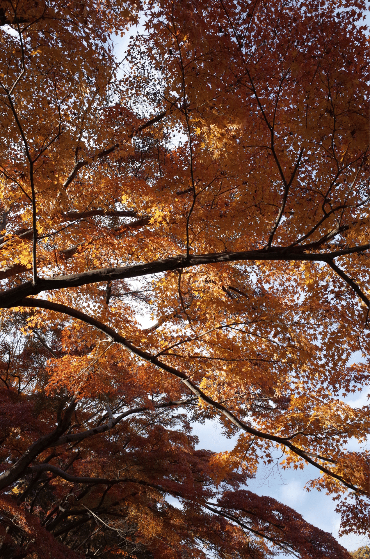 人助けしたいってこの間書いたけど、誰か私を助けてって気持ちな今日。日々、恵まれてるなぁって思うし、結構幸せだけど、なんか思うように身動き取れないや。あ、最近の紅葉は綺麗ですね。12月もなるべく ...