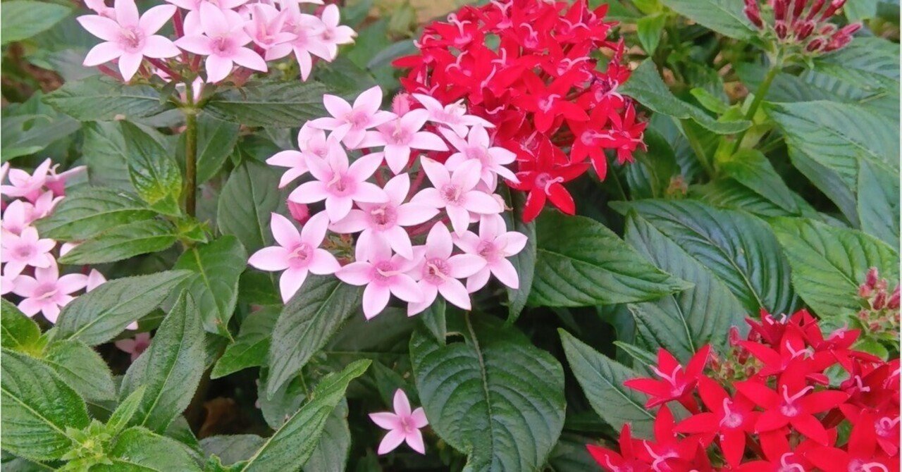 ペンタス｜mimi fleur