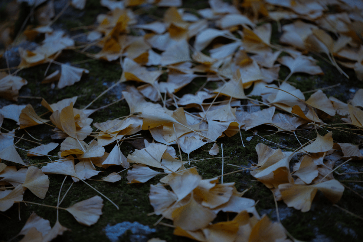 【写真と旅に出る#1】秋の滝を見に行こう┆Nikon Z5｜Shia