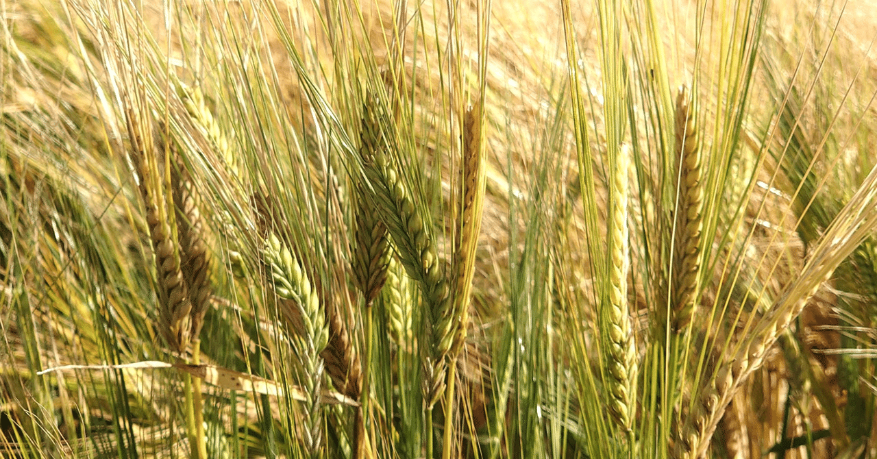 「写経」中に見つけたビールの仲間たち｜KY研究所@CoderDojo横浜港北ニュータウンやってました