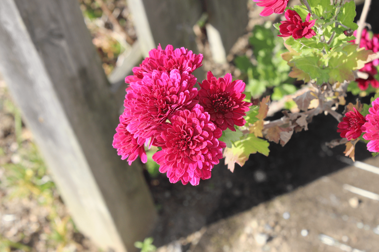 ご近所散策｜kenji comp