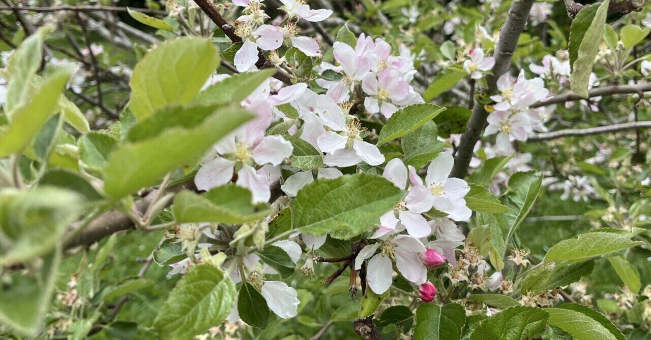 「さよなら」の前に「ありがとう」｜Chako Amano