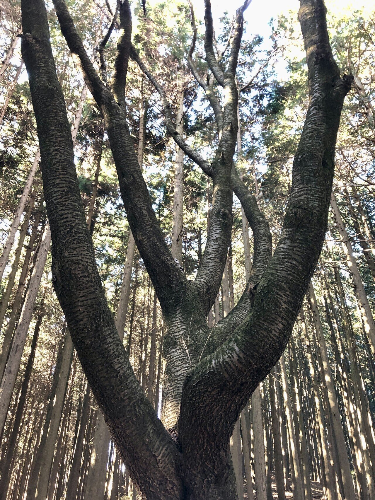 Dance The way it is Unchangeably changing over time Within timelessness｜