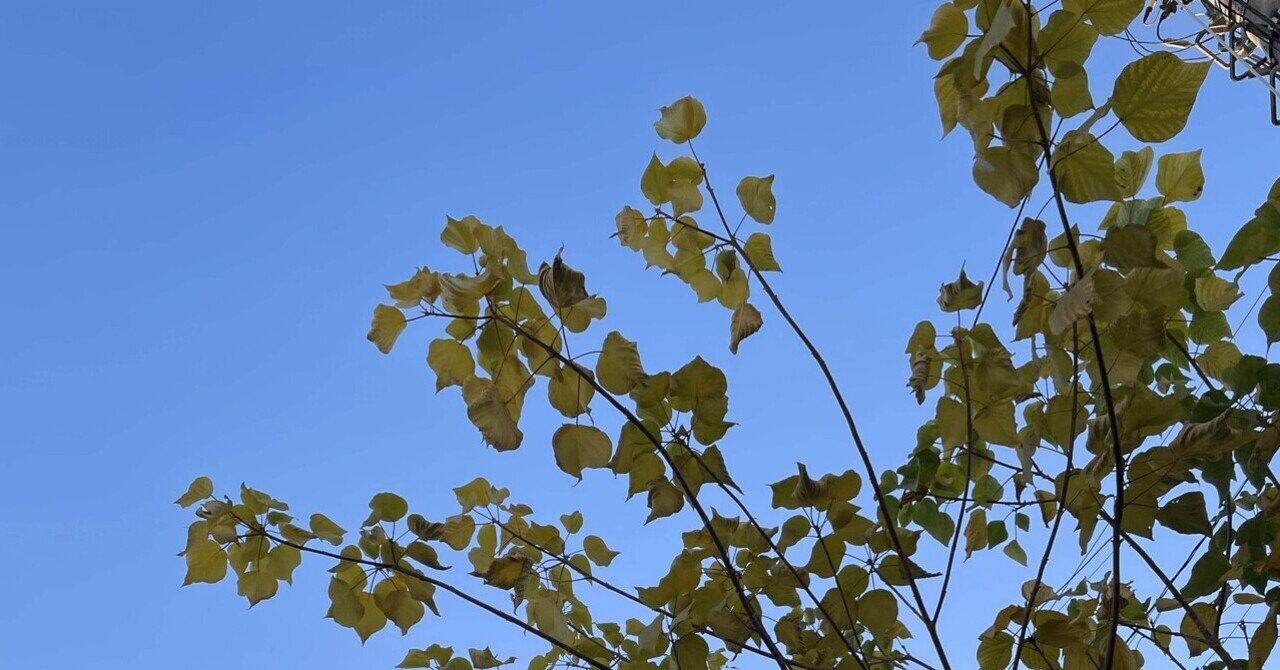 寝るまえ日記 20241203｜tsuchimi