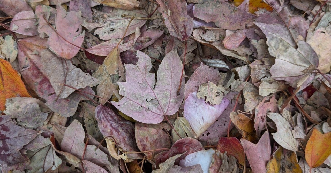 狭き門、ユーリ｜シンゴ