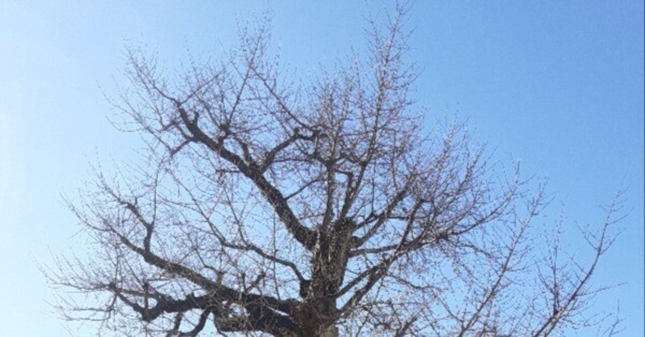 占い師ひみつのコラム・その4｜ohabari_t7