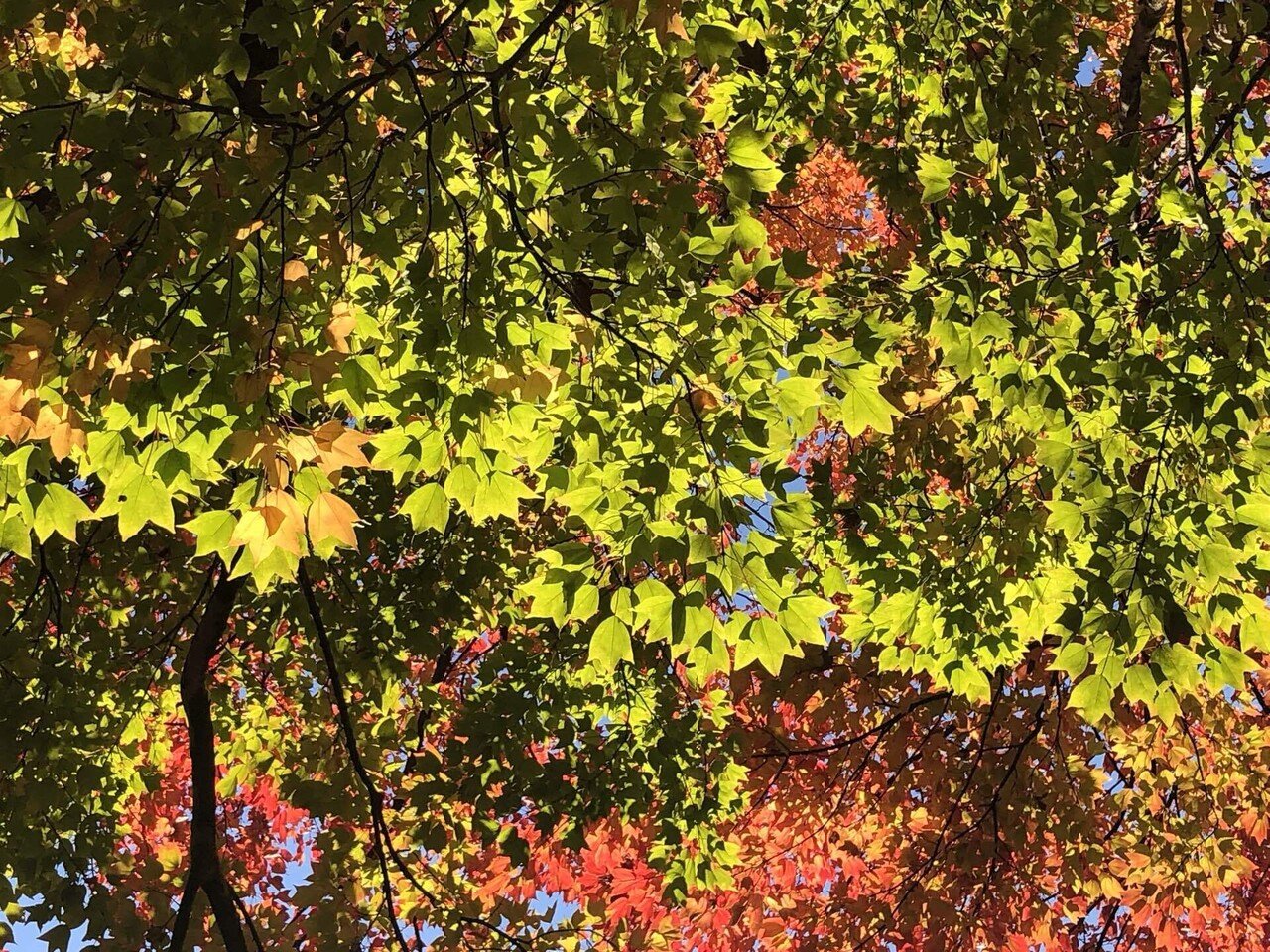 🍁紅葉 追っかけ隊｜Miko♡el888