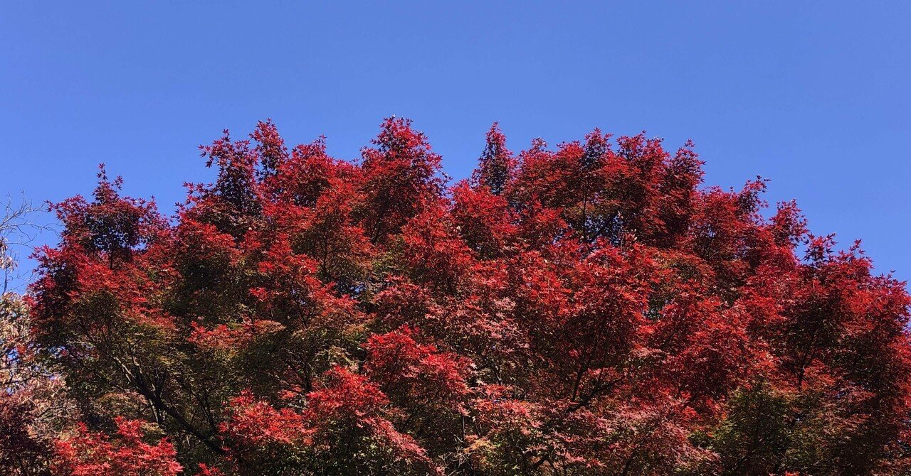 季節ごとに🍁 お気に入り｜Miko♡el888