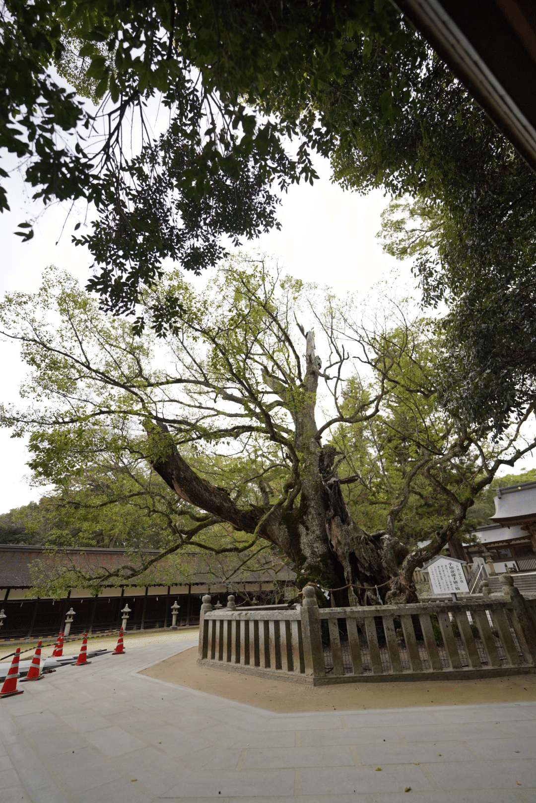 【初心者フリーランス日報#4】出張成功のヒケツ？(DAY445)｜にう@コトノ葉デザイン祈承天結