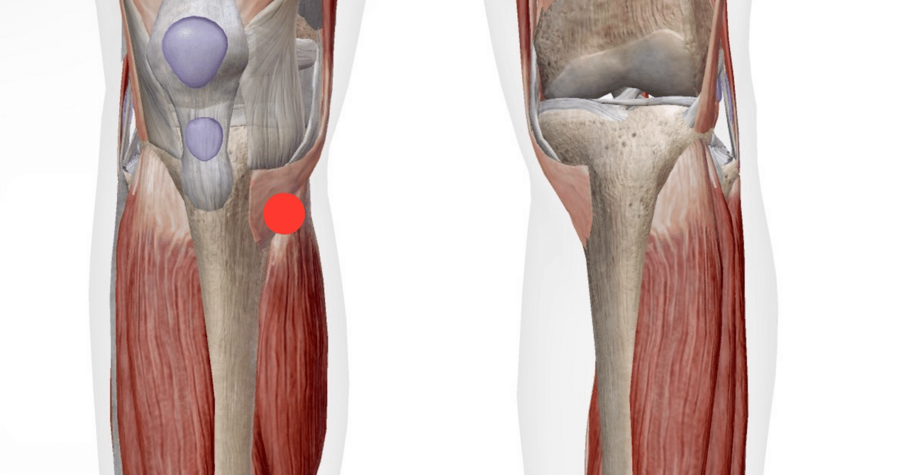 陰陵泉 -Inryousen- SP9｜Tetsu@鍼灸学生