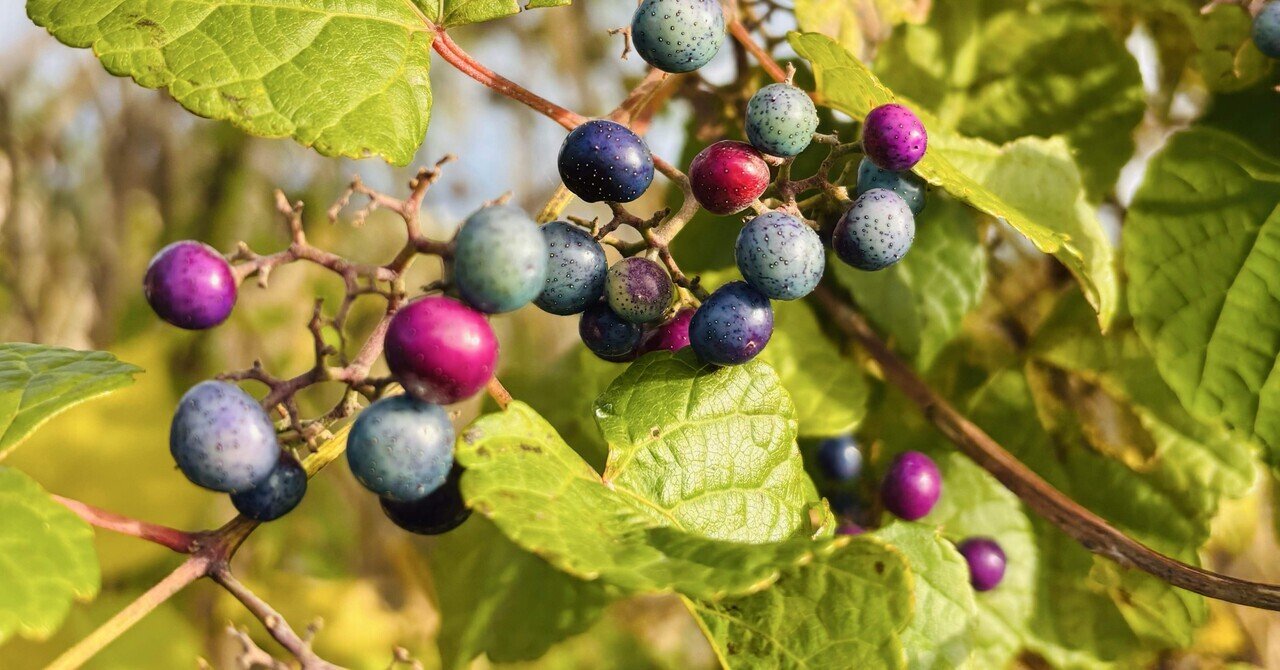 ノブドウの輝き｜tsukimi-aiko