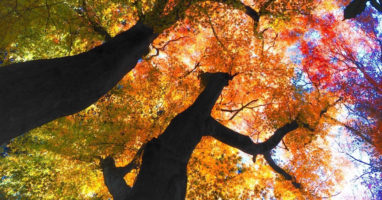 高尾歳時記 2024年12月7日｜悠星 Yusei