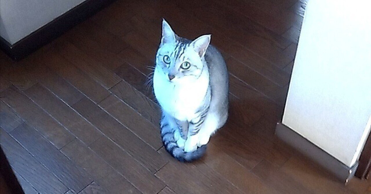 日記0651あるいは実家の猫｜山本貫太たんかともま