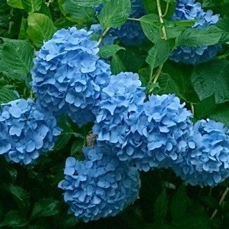 HYDE 「evergreen」｜m.hirose｜note