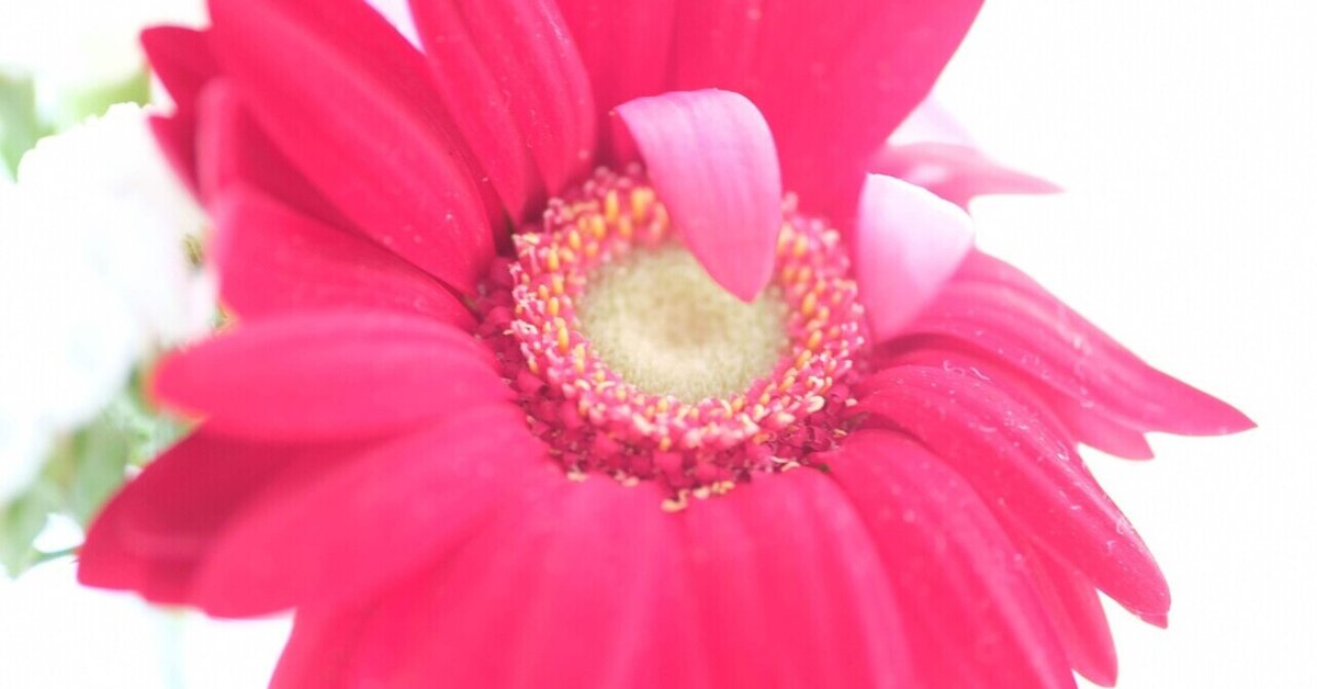 花みくじ｜Cosmic Suzu