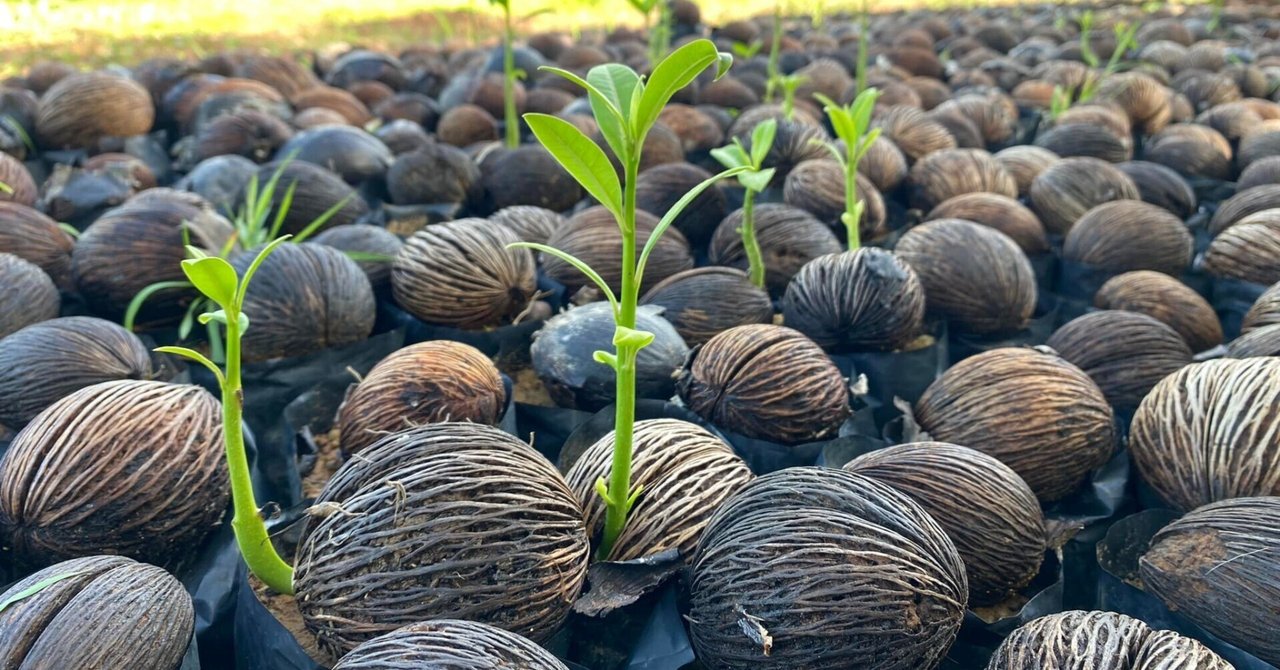 10カ月140万円の世界一周旅行 4．タイで友人に(トラン)｜Tosh Hash