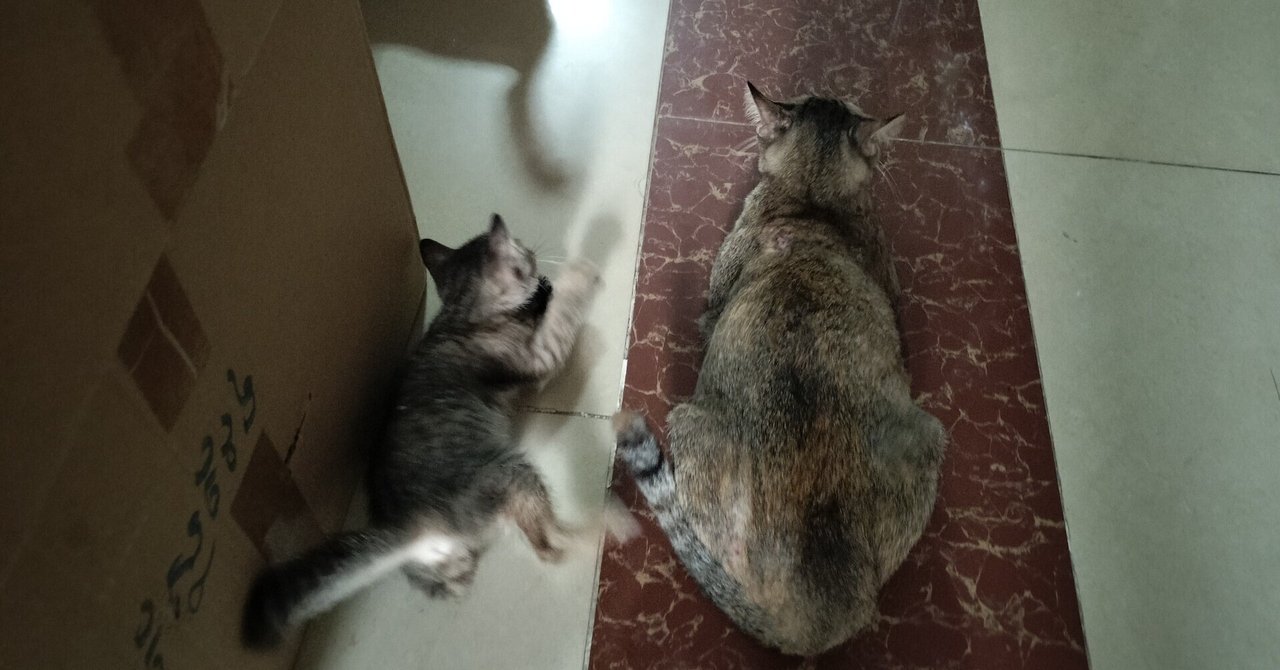 今、思うこと。【カンボジア滞在25週目】｜伊藤哲矢｜Tetsuya Ito