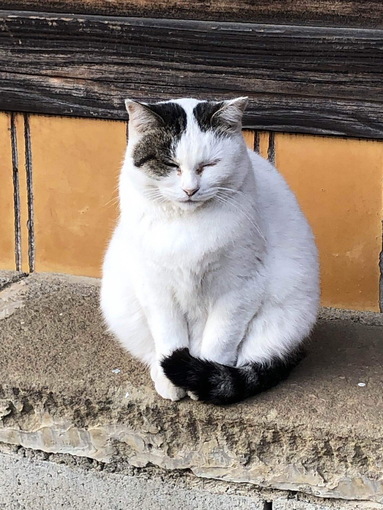 猫が好き🐈♥️🐈‍⬛｜Miko♡el888