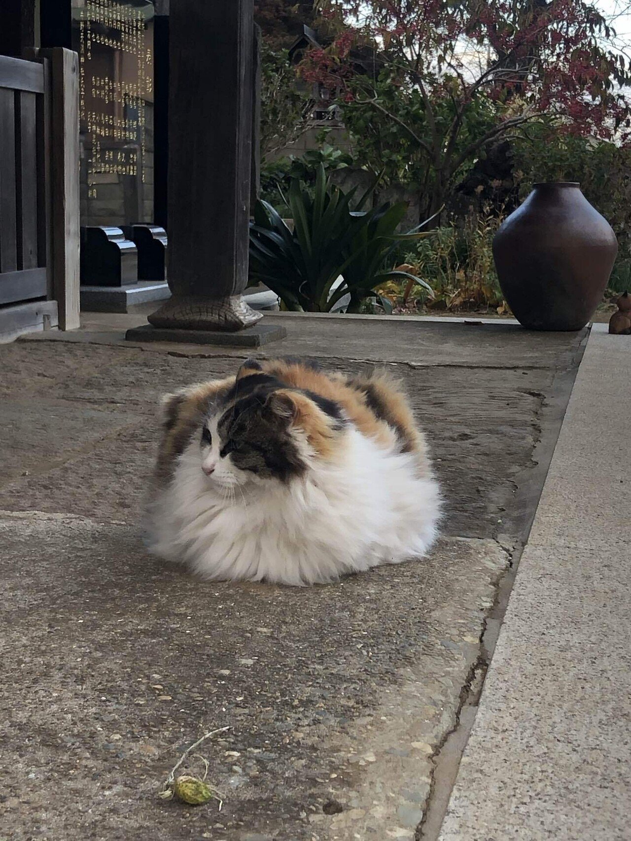 猫が好き🐈♥️🐈‍⬛｜Miko♡el888