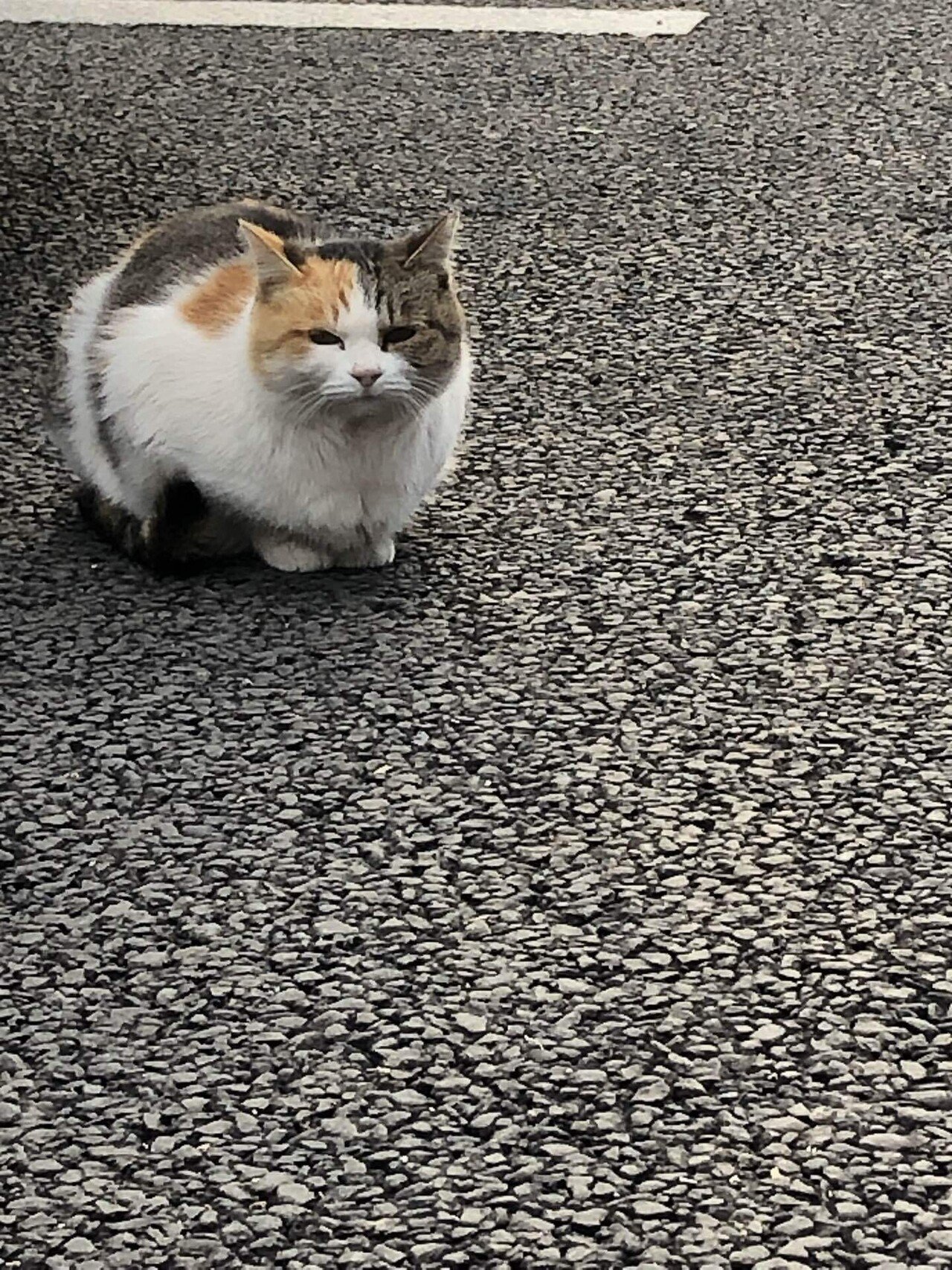 猫が好き🐈♥️🐈‍⬛｜Miko♡el888