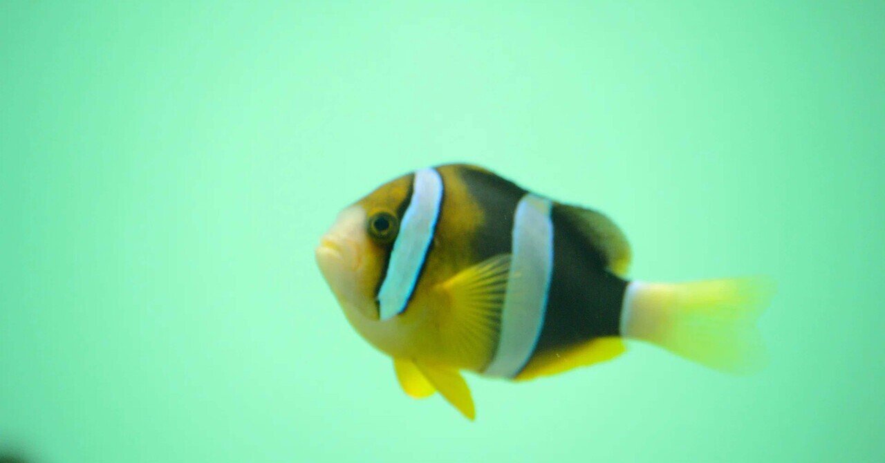 【DIARY 20241213】おはよう｜YAFUMI