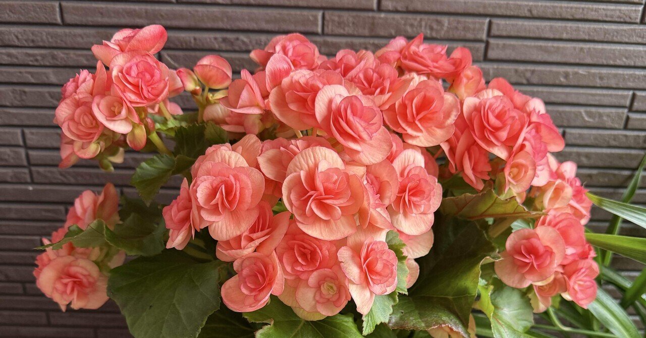 やさしいひと｜Daisuke