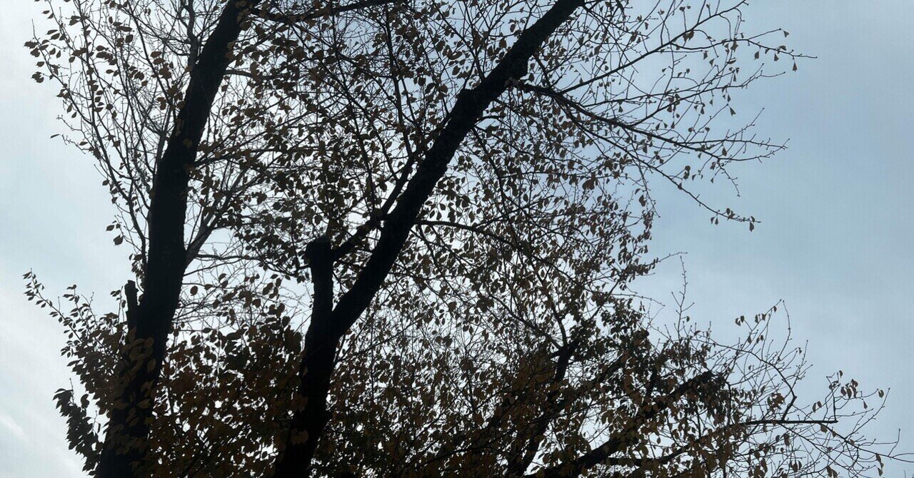 sekiseki日記 12/8~12/14｜nasu