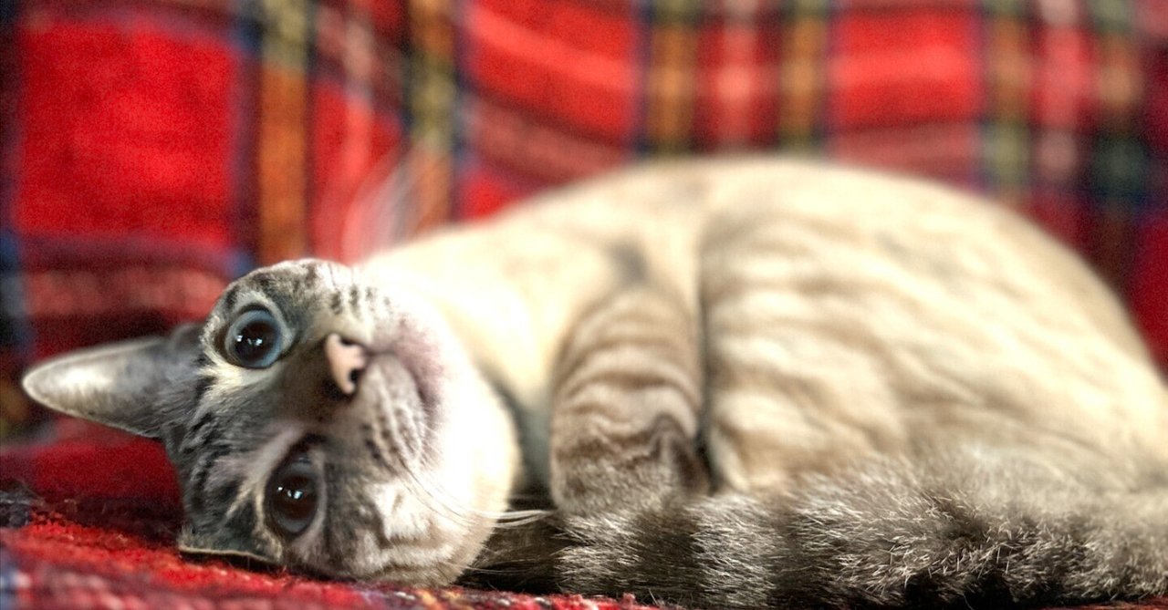 わかる可愛さ、わからない可愛さ｜スナ